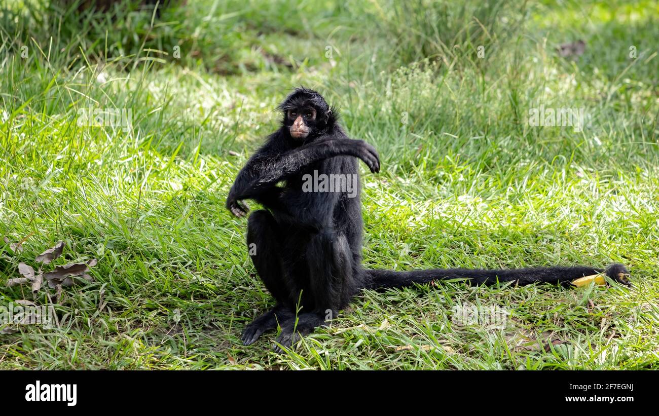 Black-faced Black Spider Monkey of the species Ateles chamek Stock ...
