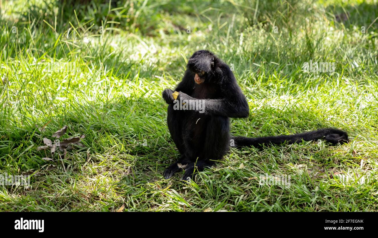 Black-faced Black Spider Monkey of the species Ateles chamek Stock ...