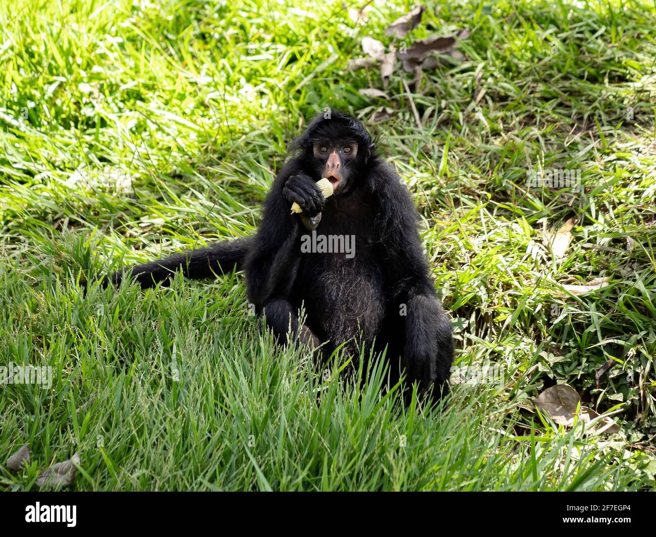 Black-faced Black Spider Monkey of the species Ateles chamek Stock ...