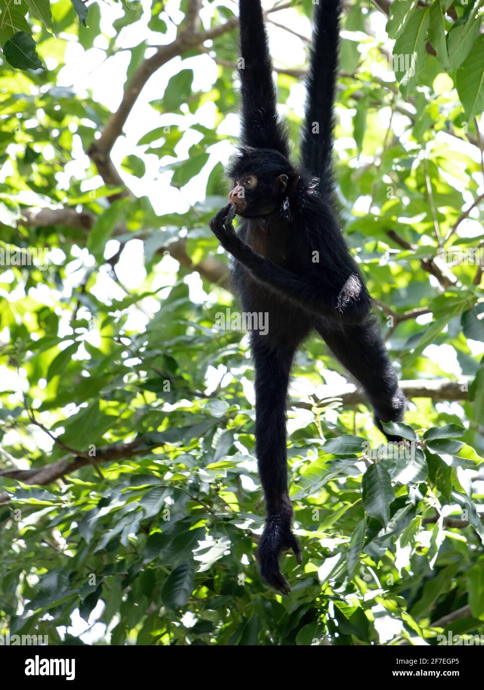 Black-faced Black Spider Monkey of the species Ateles chamek Stock ...