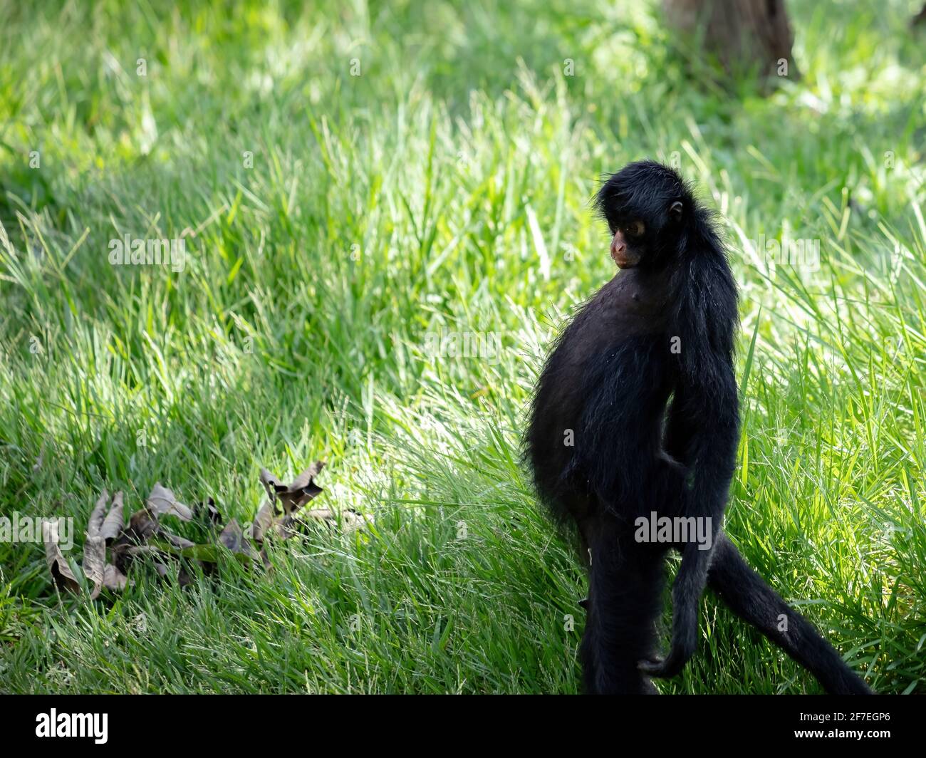 Black-faced Black Spider Monkey of the species Ateles chamek Stock ...