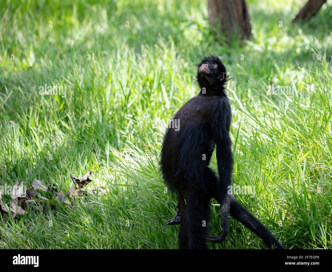 Black-faced Black Spider Monkey of the species Ateles chamek Stock ...