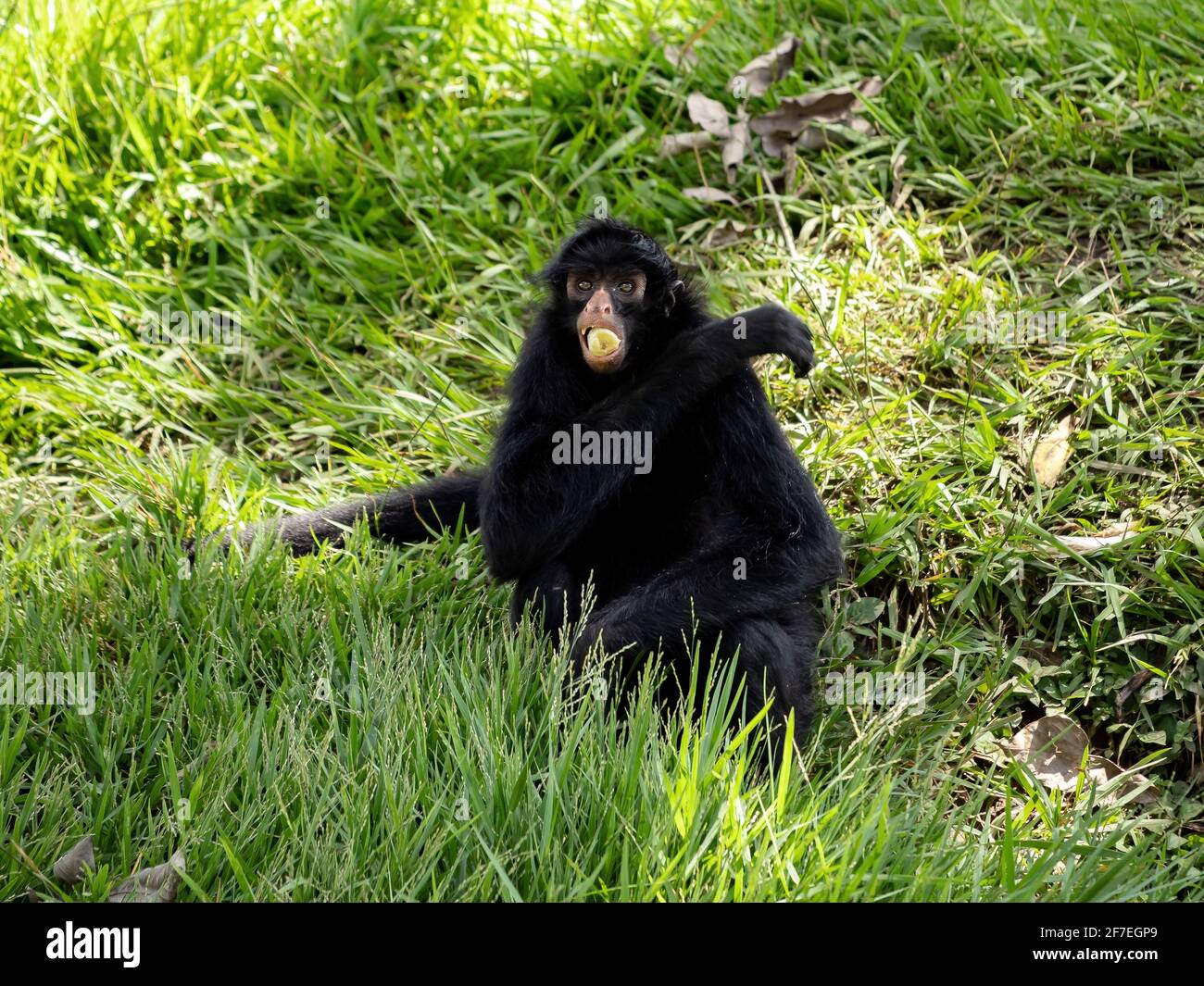 Black-faced Black Spider Monkey of the species Ateles chamek Stock ...