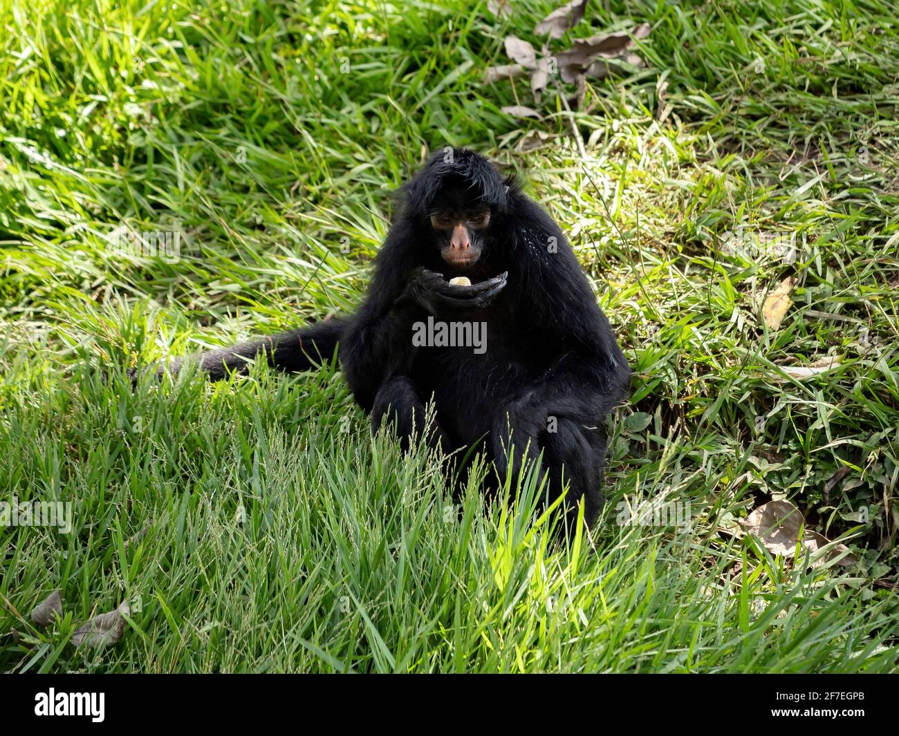 Black-faced Black Spider Monkey of the species Ateles chamek Stock ...