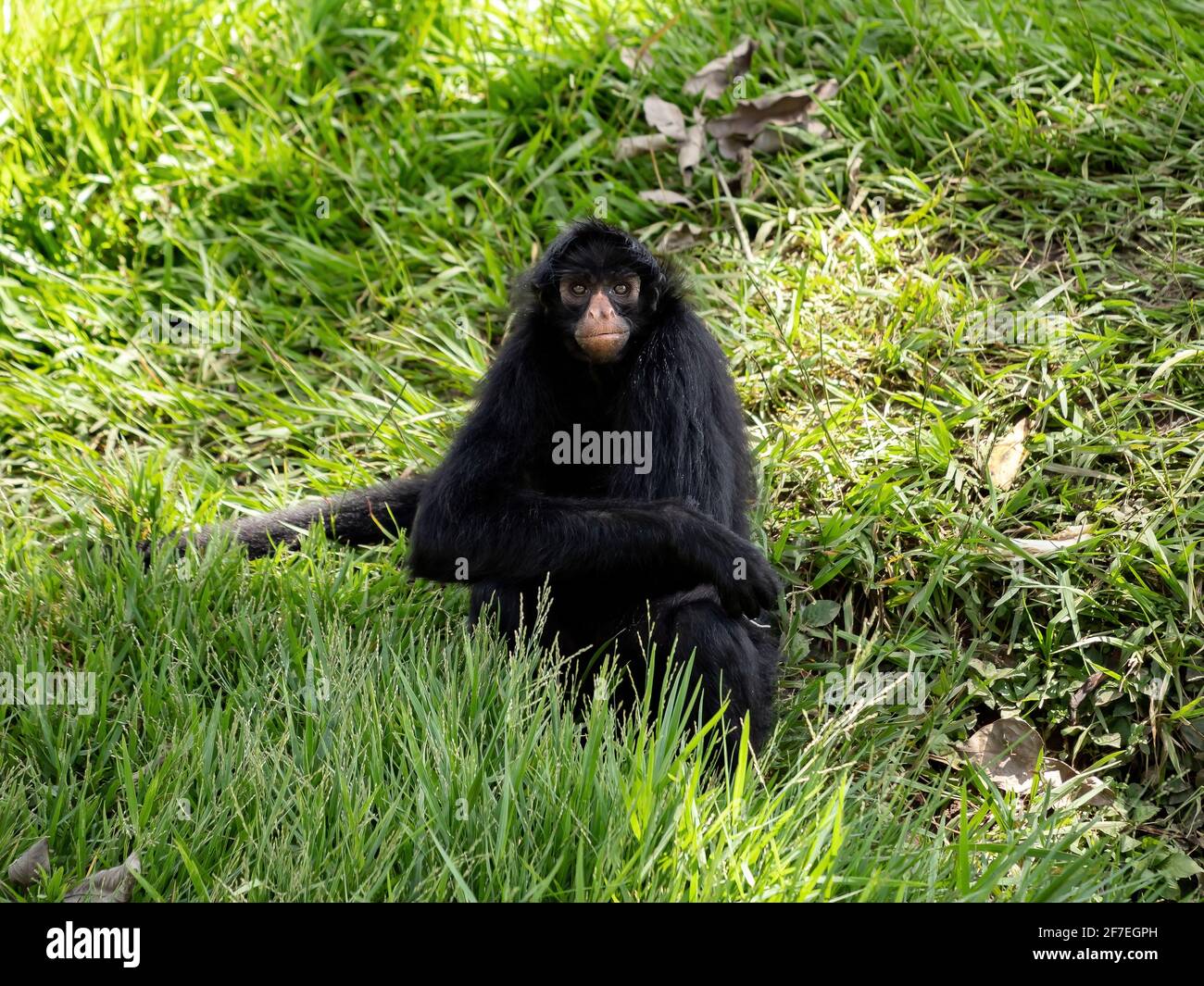 Black-faced Black Spider Monkey of the species Ateles chamek Stock ...