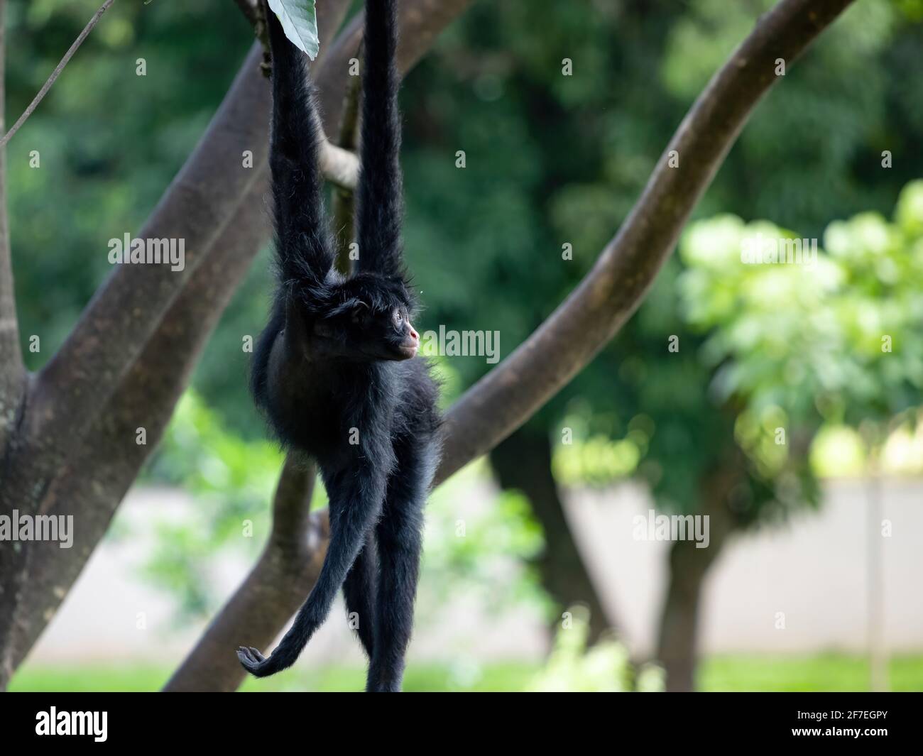 Black-faced Black Spider Monkey of the species Ateles chamek Stock ...