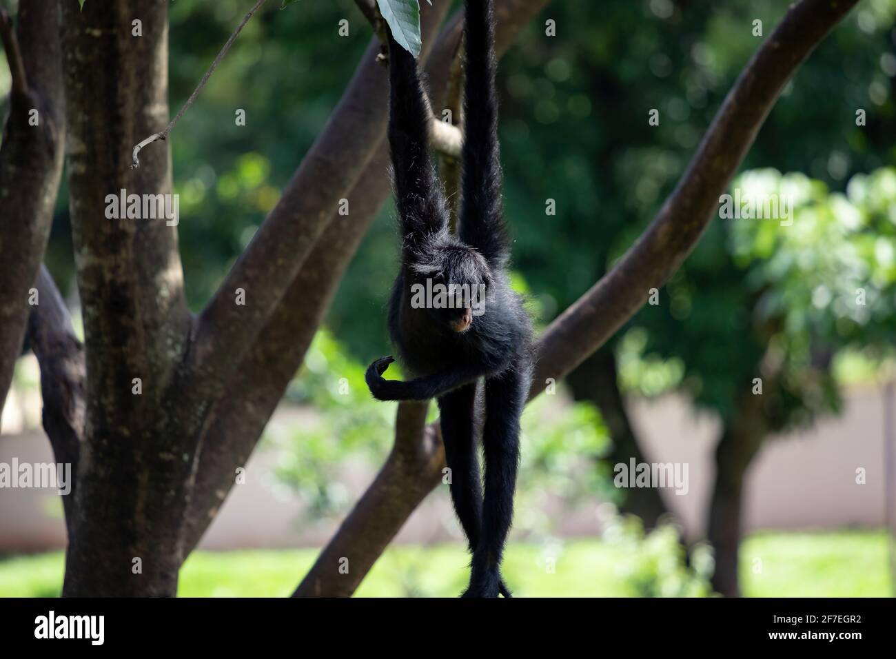 Black-faced Black Spider Monkey of the species Ateles chamek Stock ...