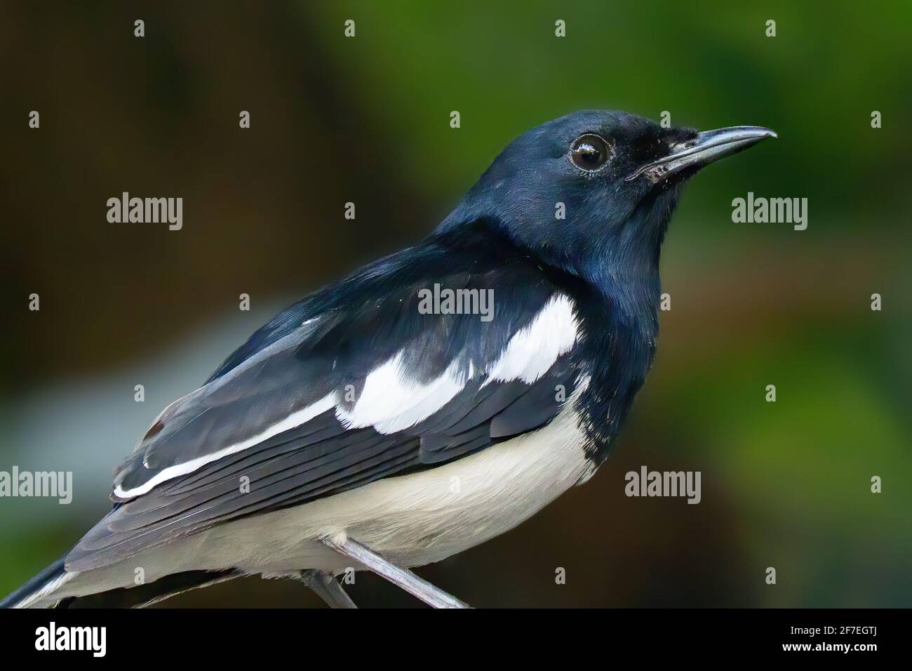Close up oriental magpie robin hi-res stock photography and images - Alamy