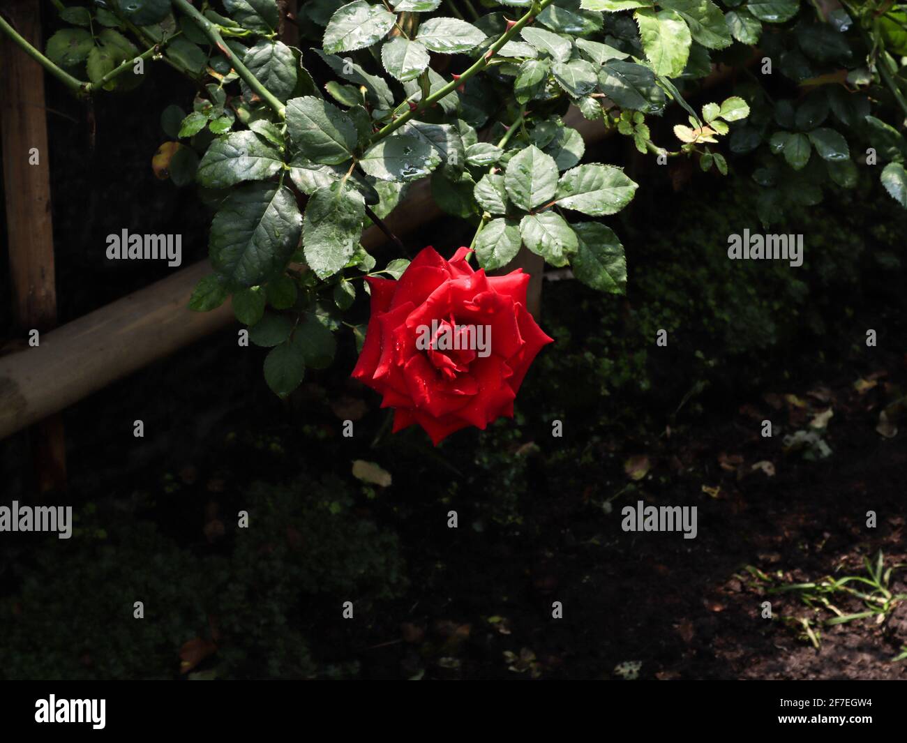 Stunning Red Rose at Rose Farm Stock Photo - Alamy