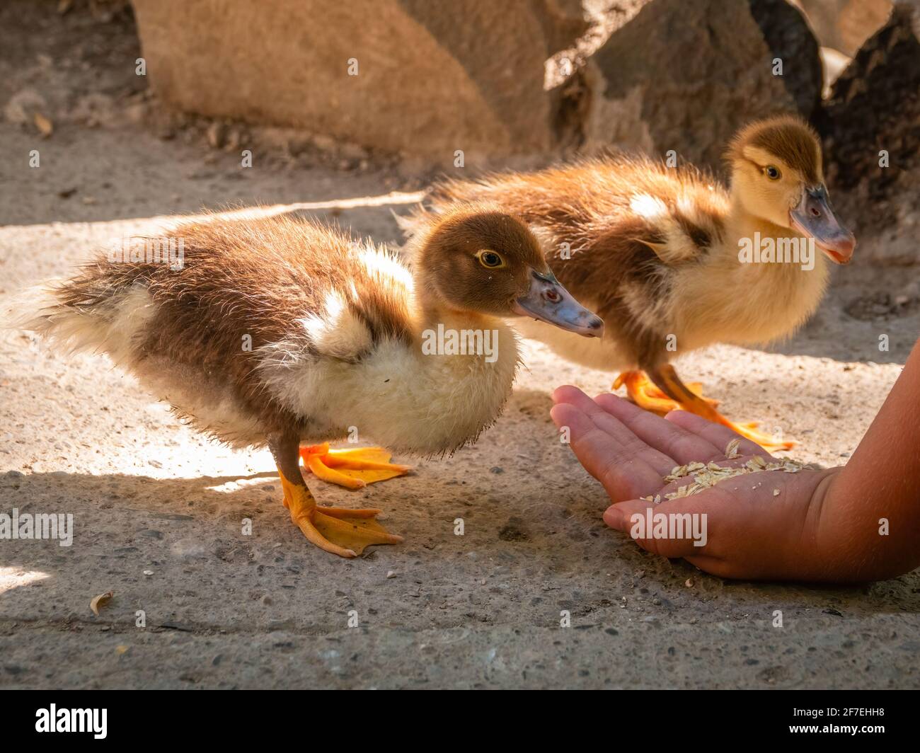 Children feeding the duckling with some food. Agriculture, Farming ...