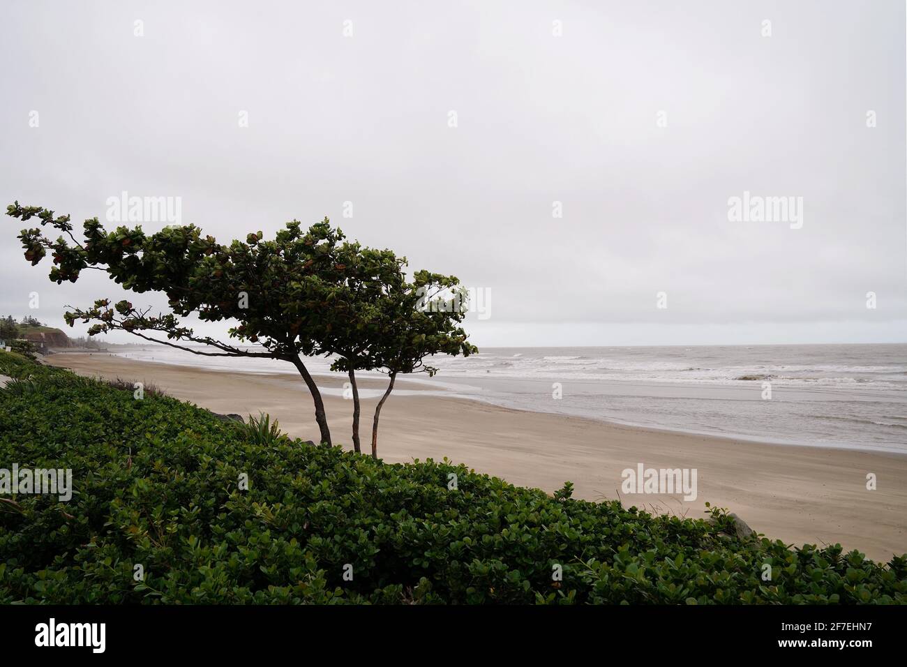 A tree on the beach blowing in the strong wind coming in off the ocean ...