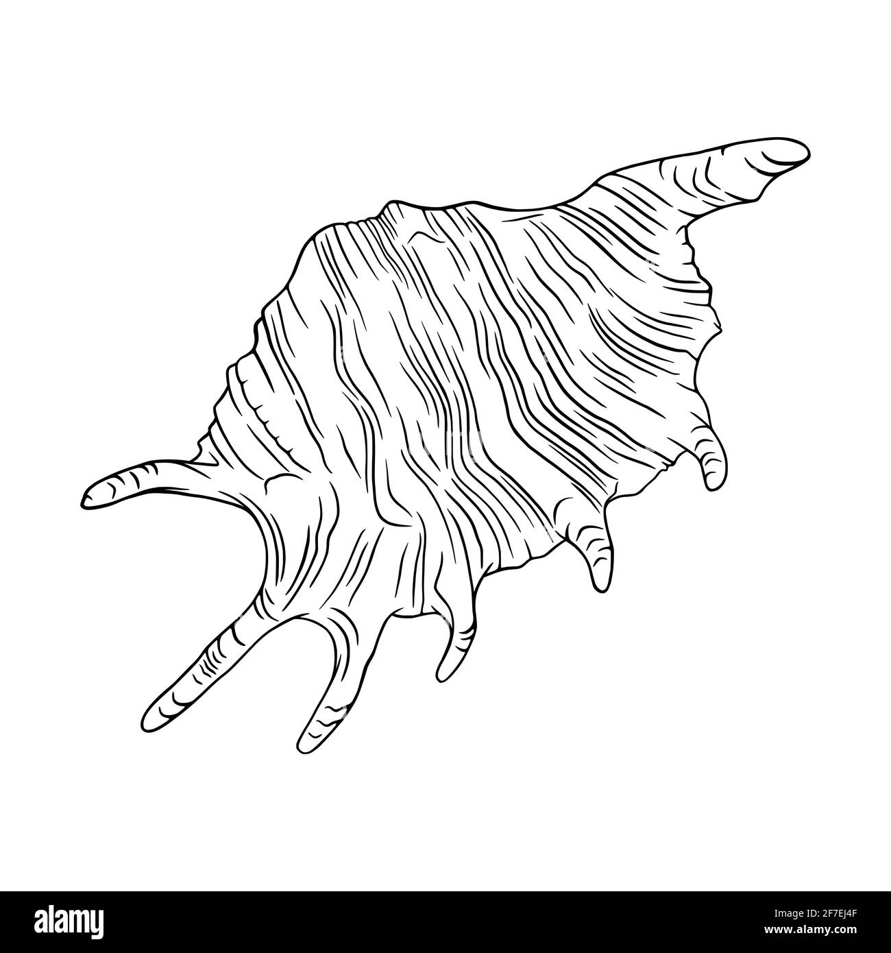 Conch seashell outlined illustration. Tropical reef shell isolated in ...