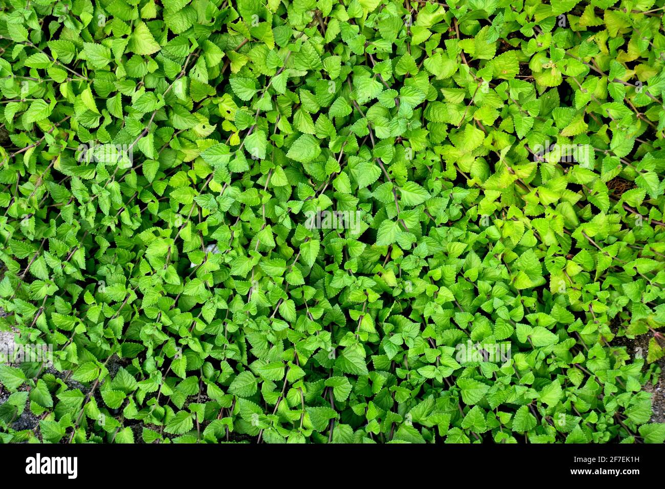 Shrub Texture Seamless