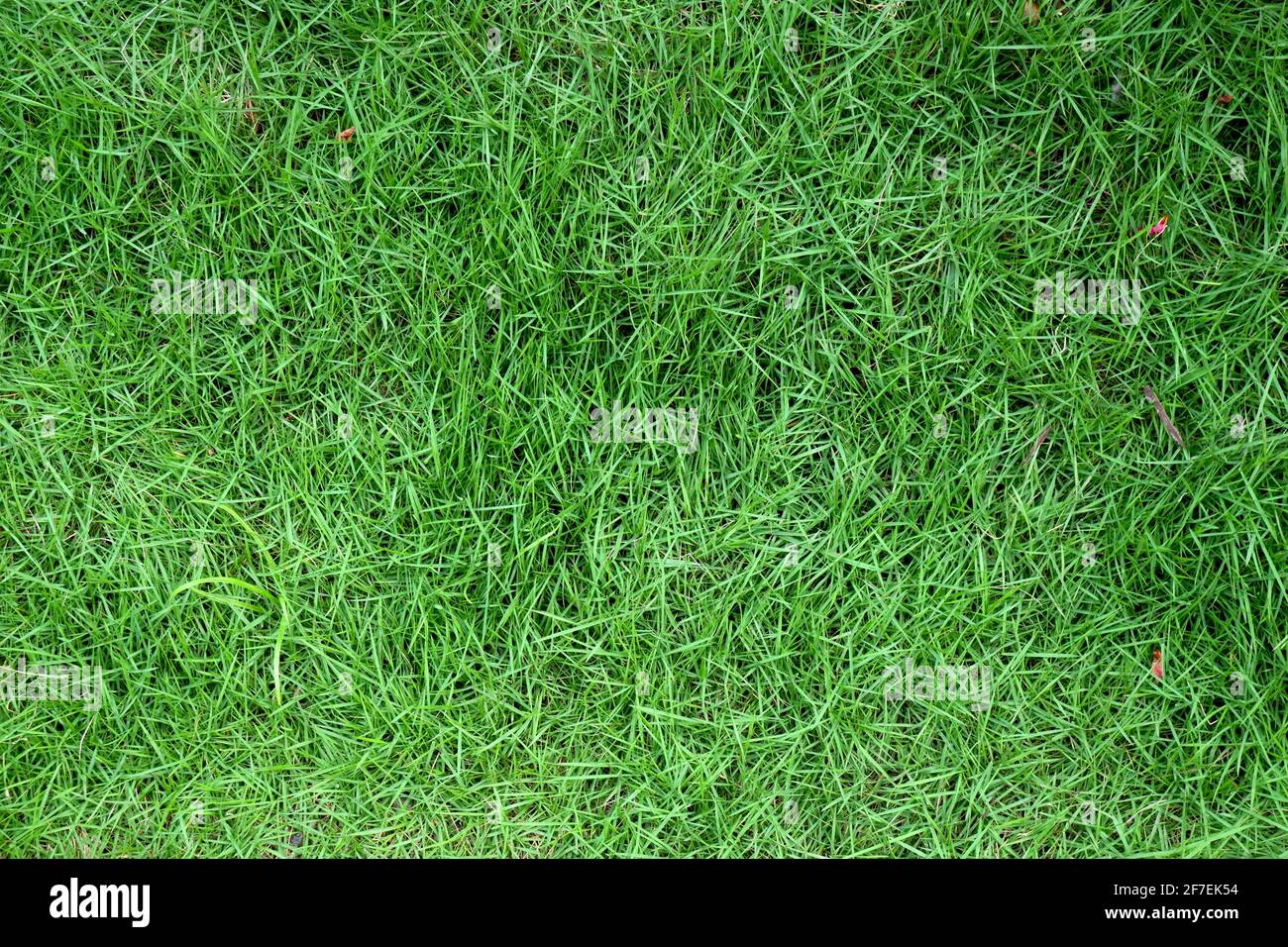 japan green hair grass for background, view from the top Stock Photo ...