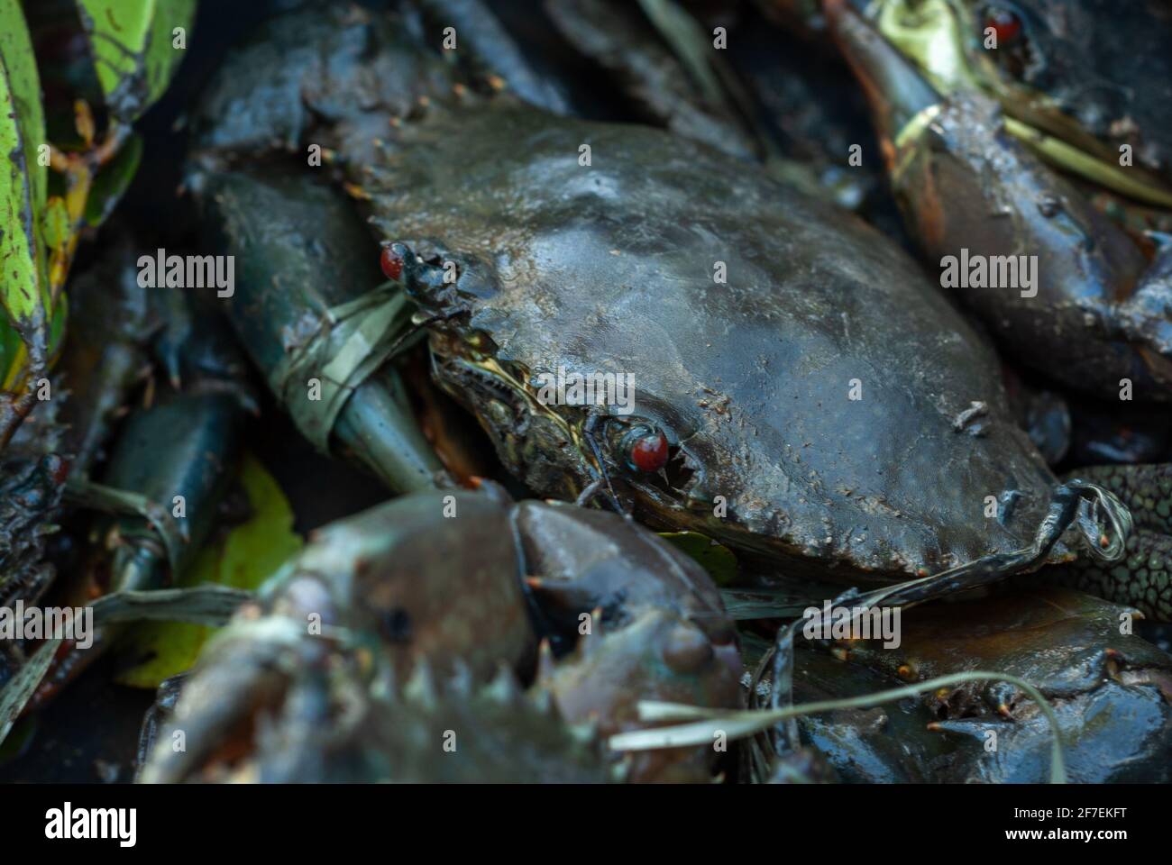 Aquatic food production hi-res stock photography and images - Alamy