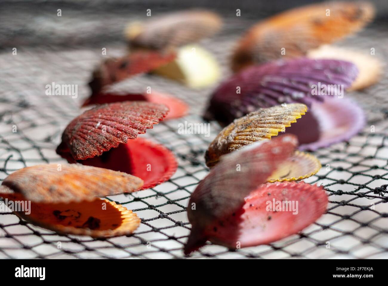 Sea creatures being sun dried for other purposes Stock Photo - Alamy