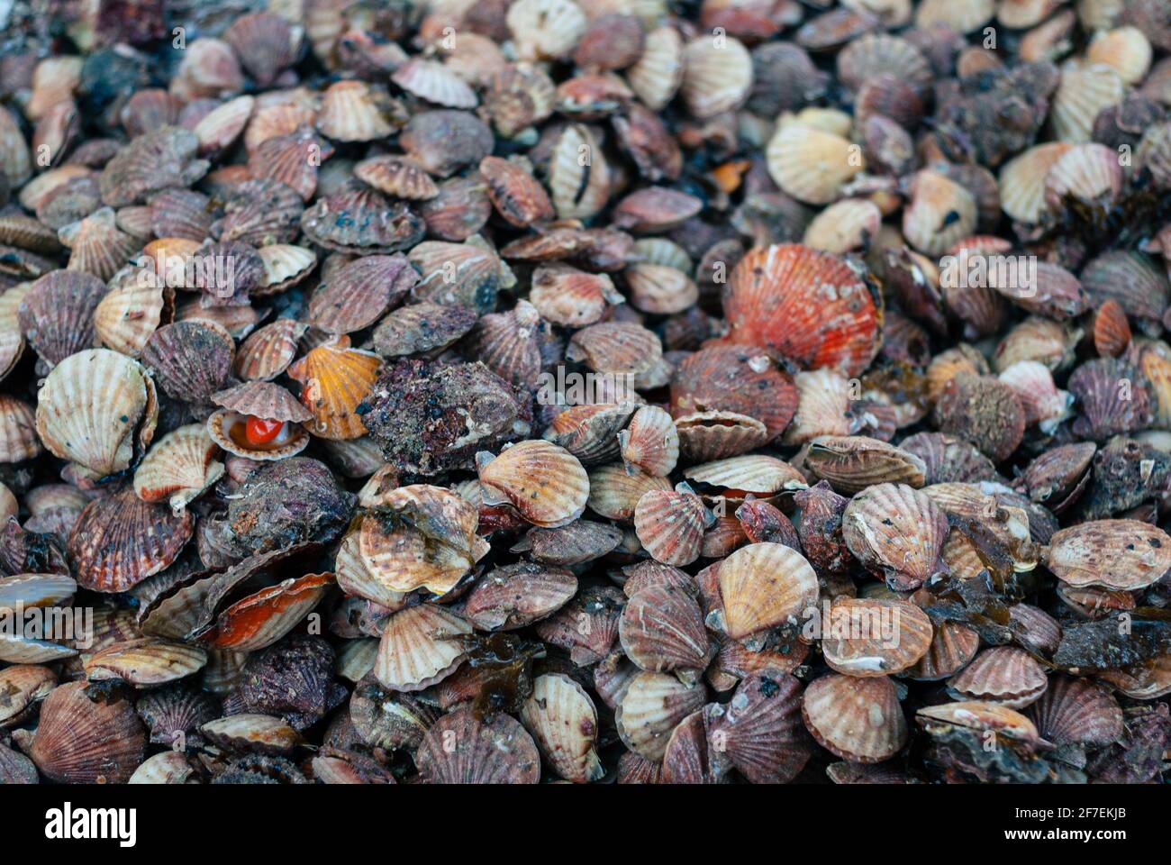 Trash scallops shells after post-harvest processing Stock Photo - Alamy