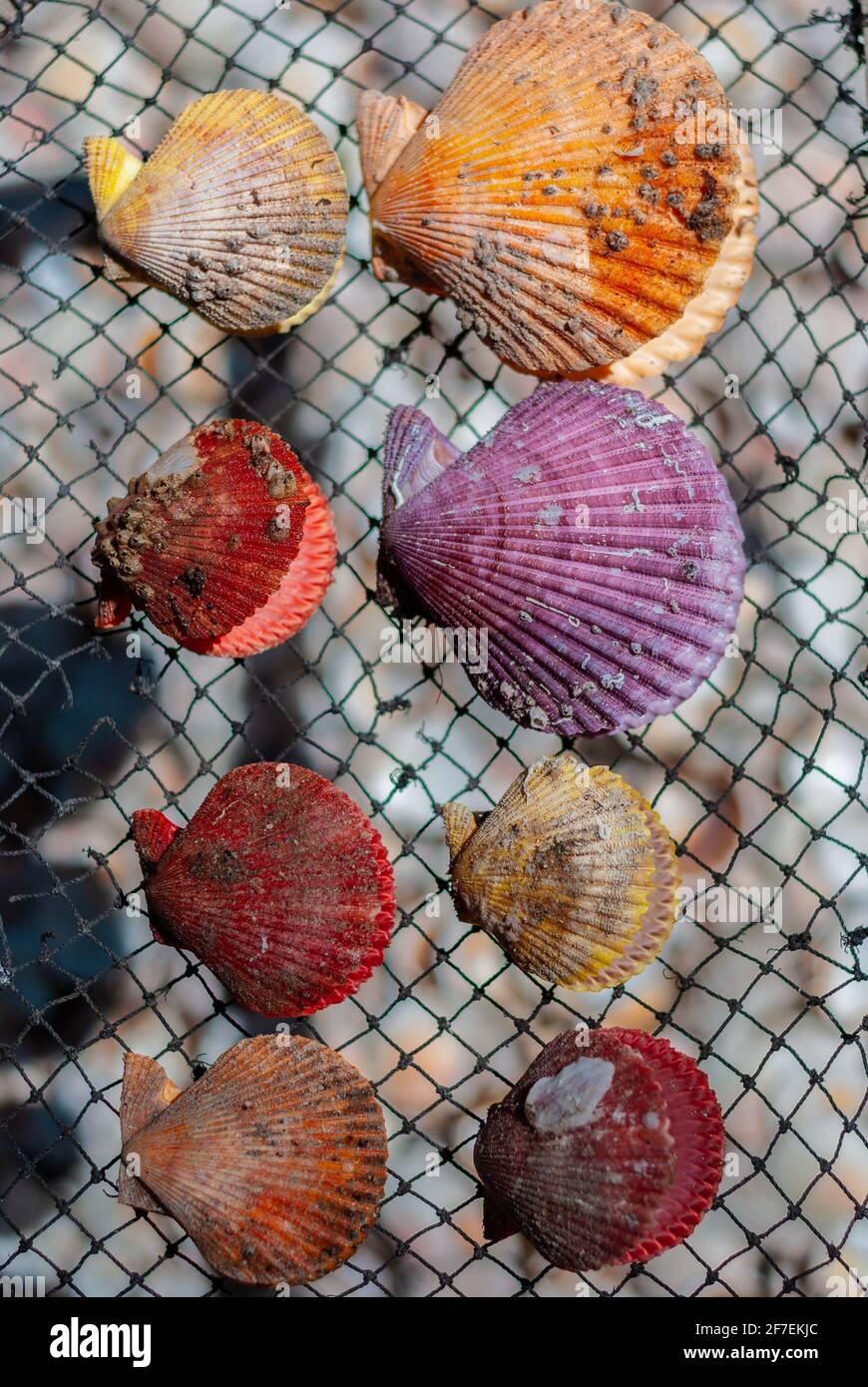 Sea creatures being sun dried for other purposes Stock Photo - Alamy