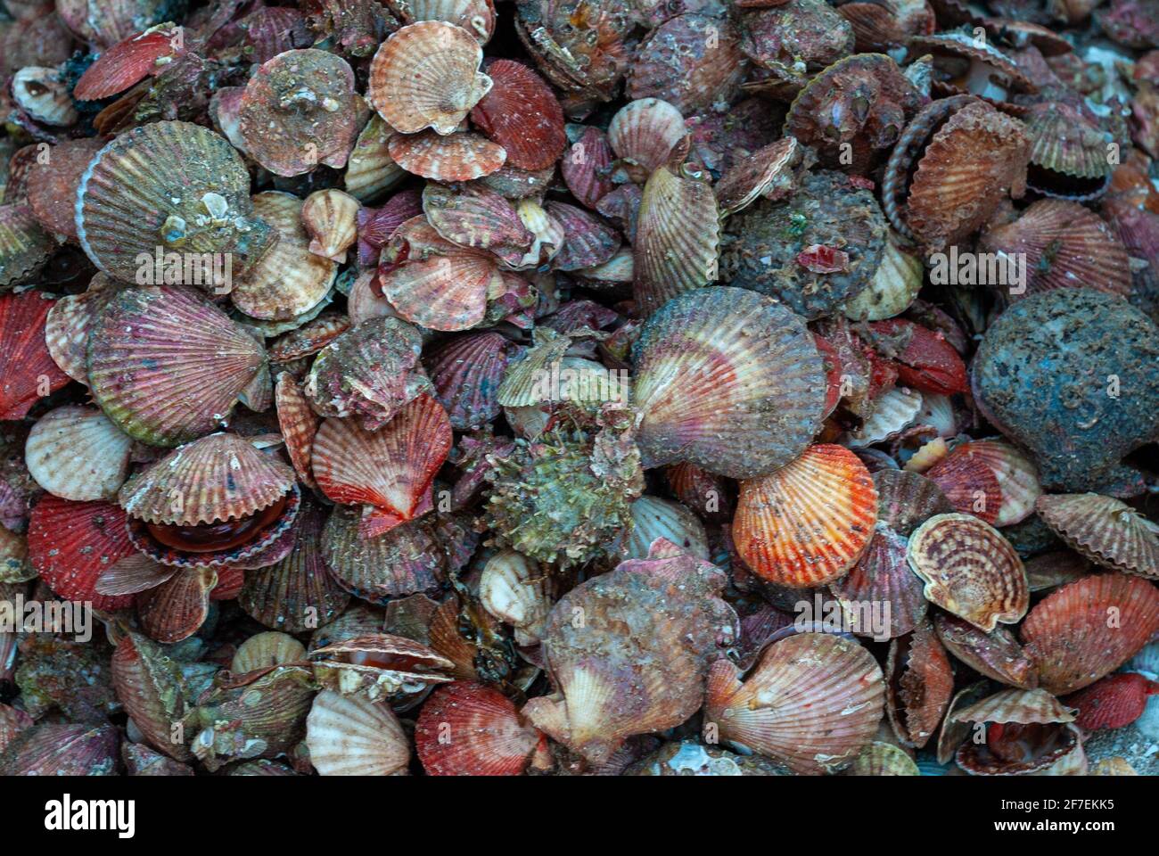 Empty colorful scallop shells after post-harvest processing Stock Photo ...