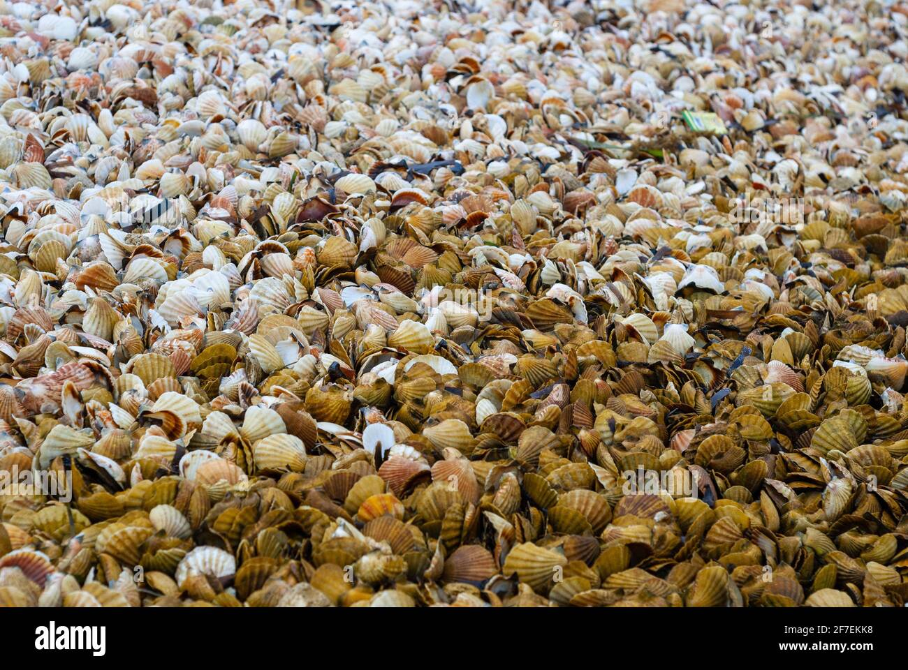 Trash scallops shells after post-harvest processing Stock Photo - Alamy
