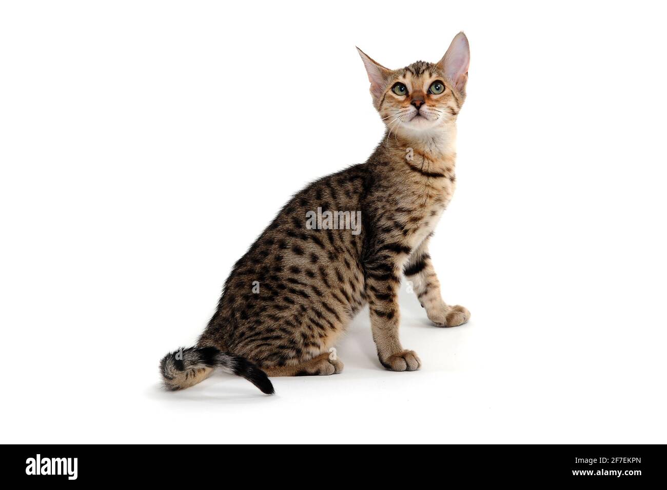 A purebred smooth-haired cat sits on a white background Stock Photo - Alamy