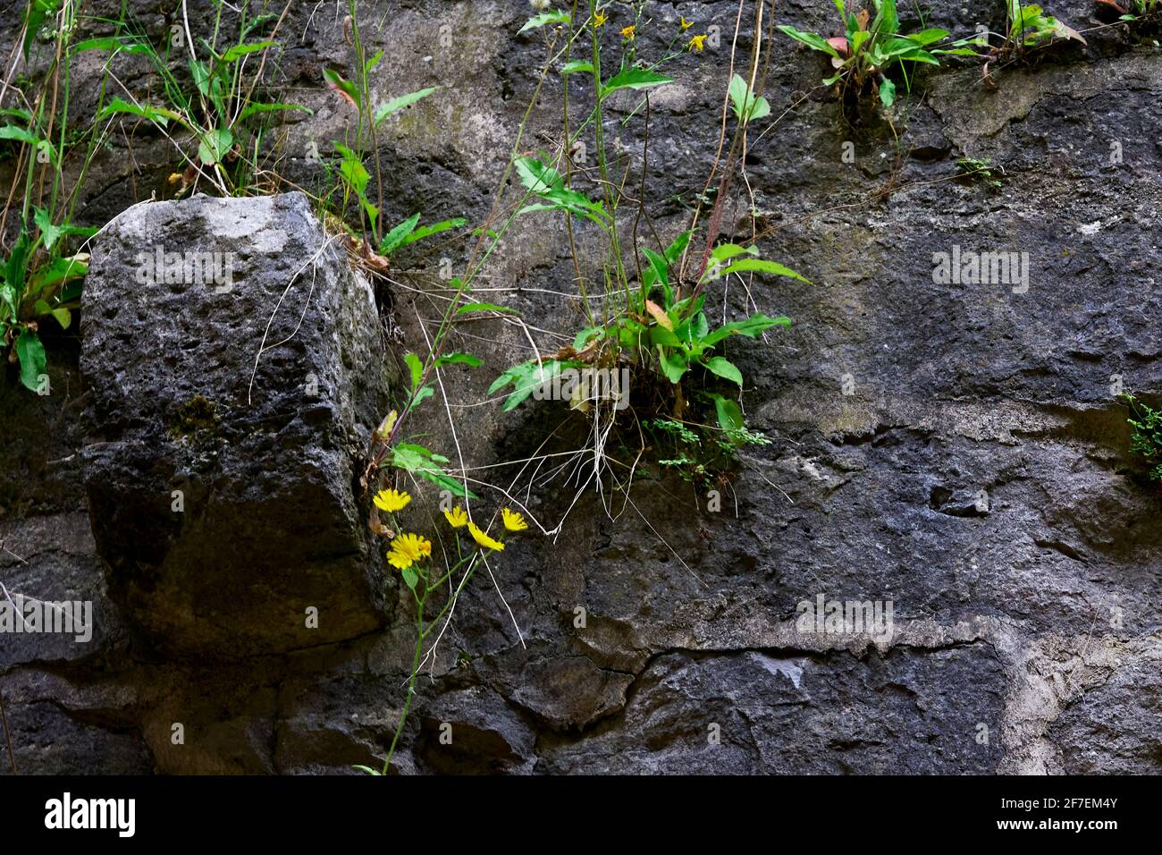 Wild plants growing in the rock walls of Castle Burgruine Leofels Stock ...