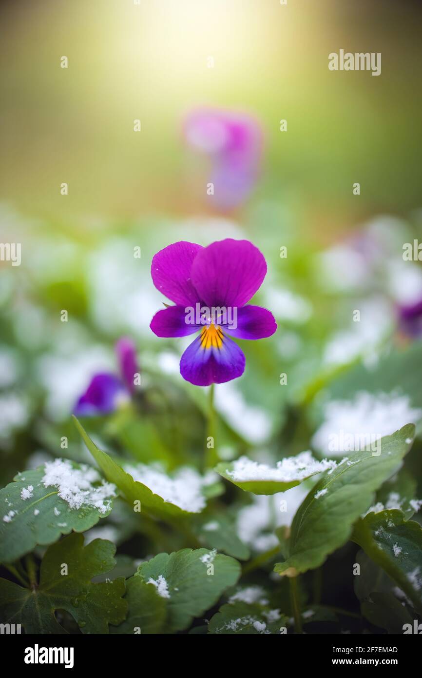 Flower of purple violet under snow in the garden in late fall close up ...