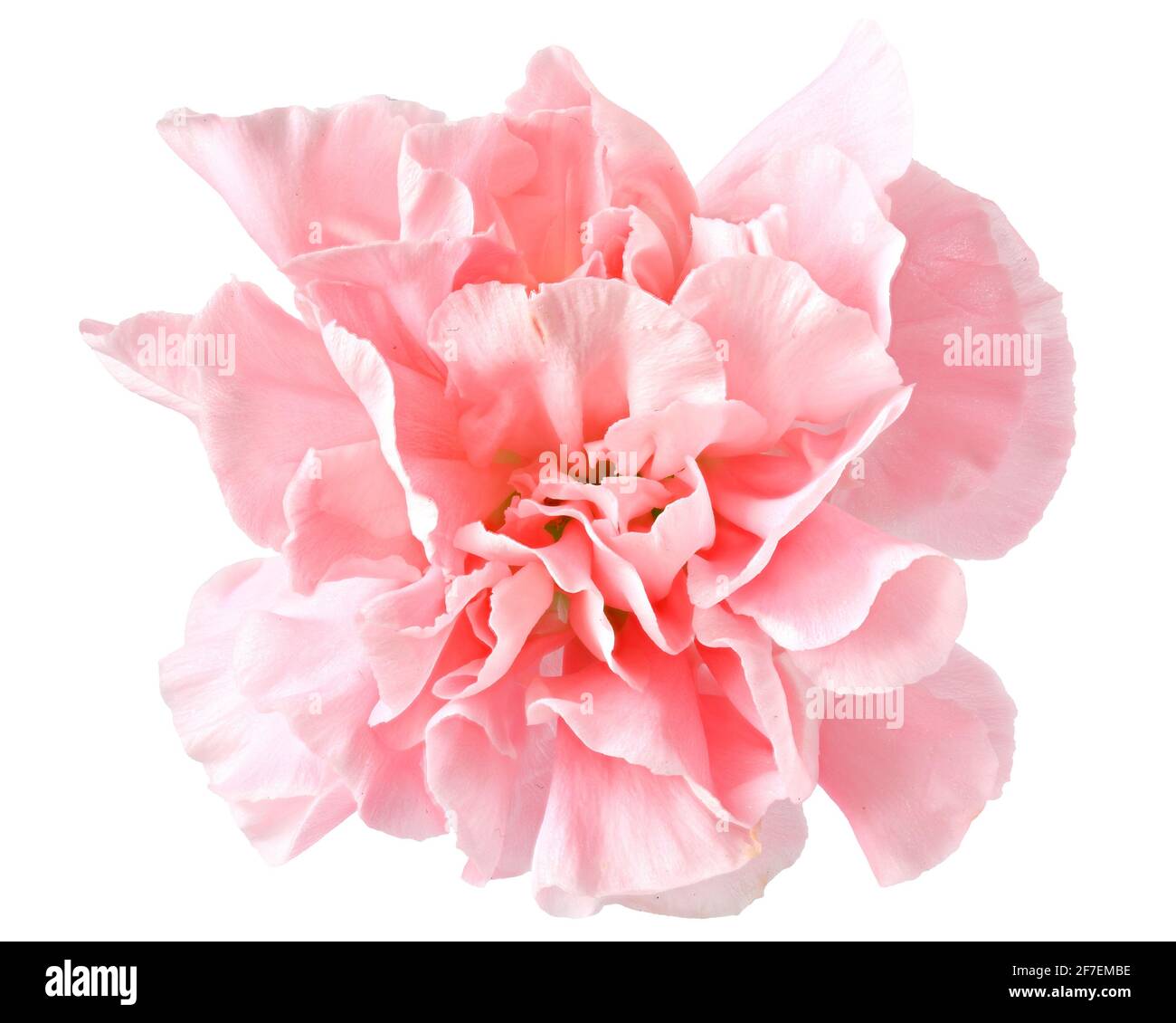 pink carnation flower in water drops close-up isolated on a white ...