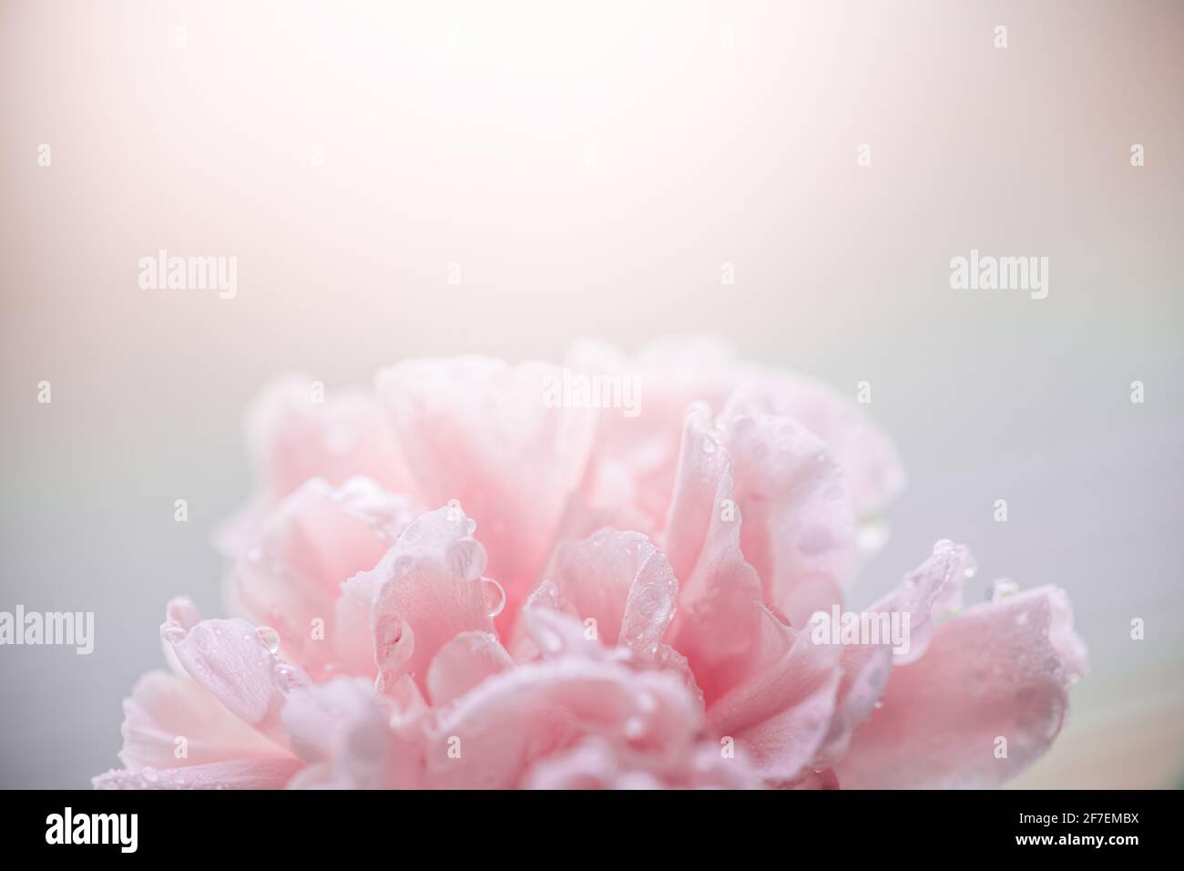 Wet carnation flower carnation flower hi-res stock photography and ...