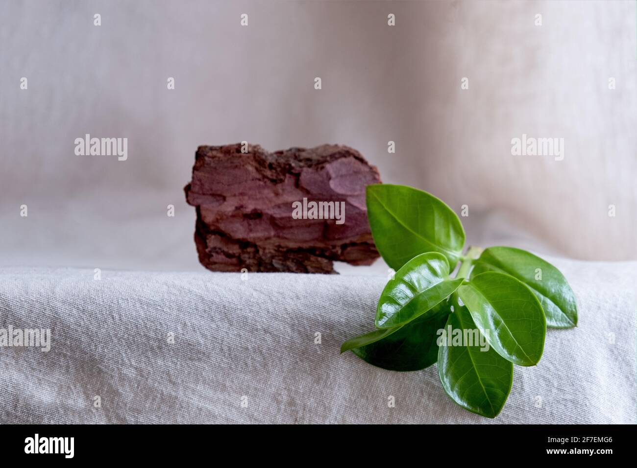 Natural stand of bark tree for presentation and exhibitions on pastel ...