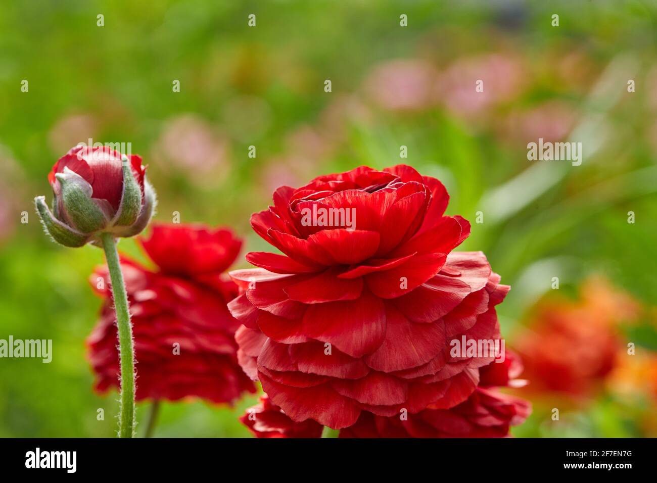 Collecting beautiful colorful flowers on the farm in the greenhouse is ...