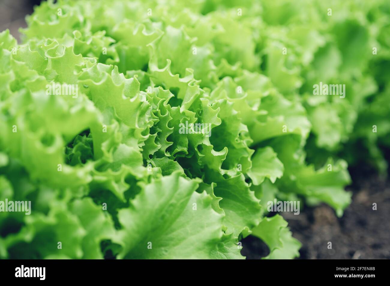 Fresh green Lettuce salad background. Close-up of green leaf in garden ...