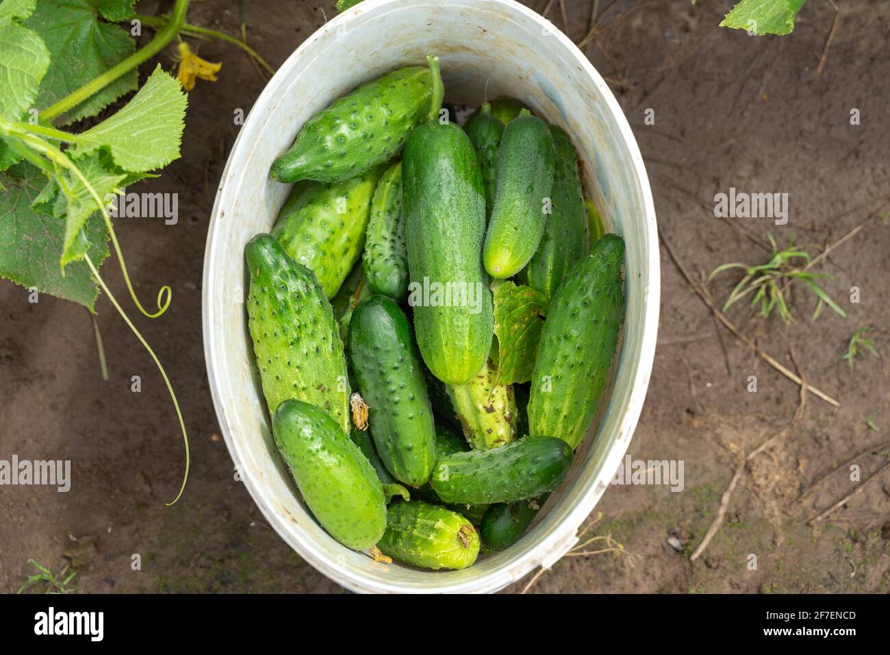 Bucket of cucumbers hi-res stock photography and images - Alamy