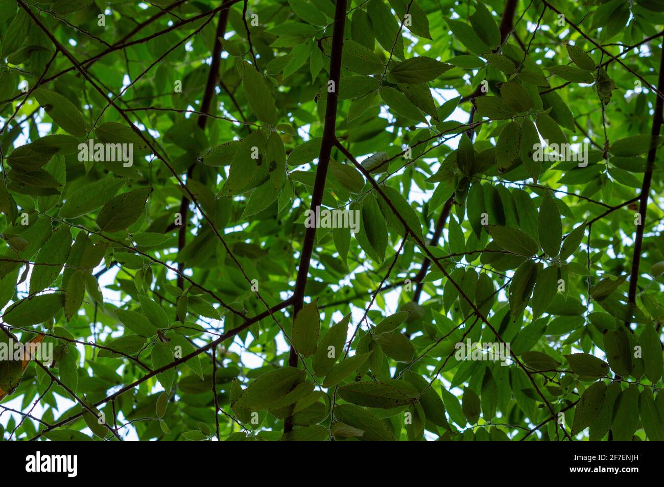 wild trees are the unwanted trees grown in the soil. They are as ...