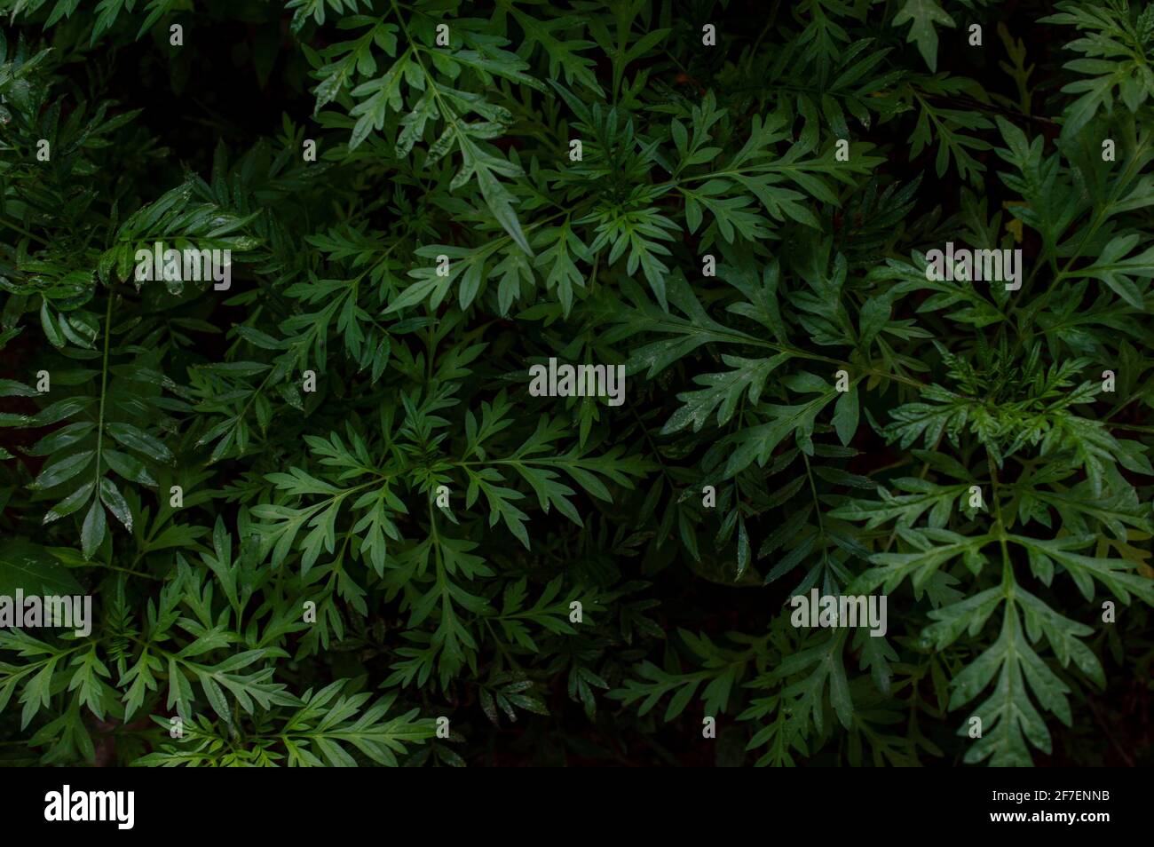 Plant leaves pattern hi-res stock photography and images - Alamy