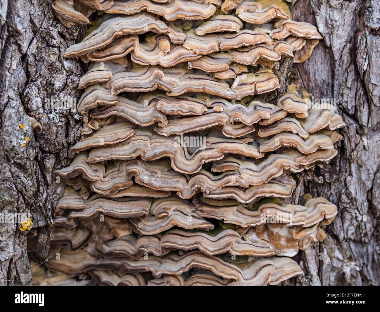 Tree mushroom. Interesting texture. Wavy background Stock Photo - Alamy