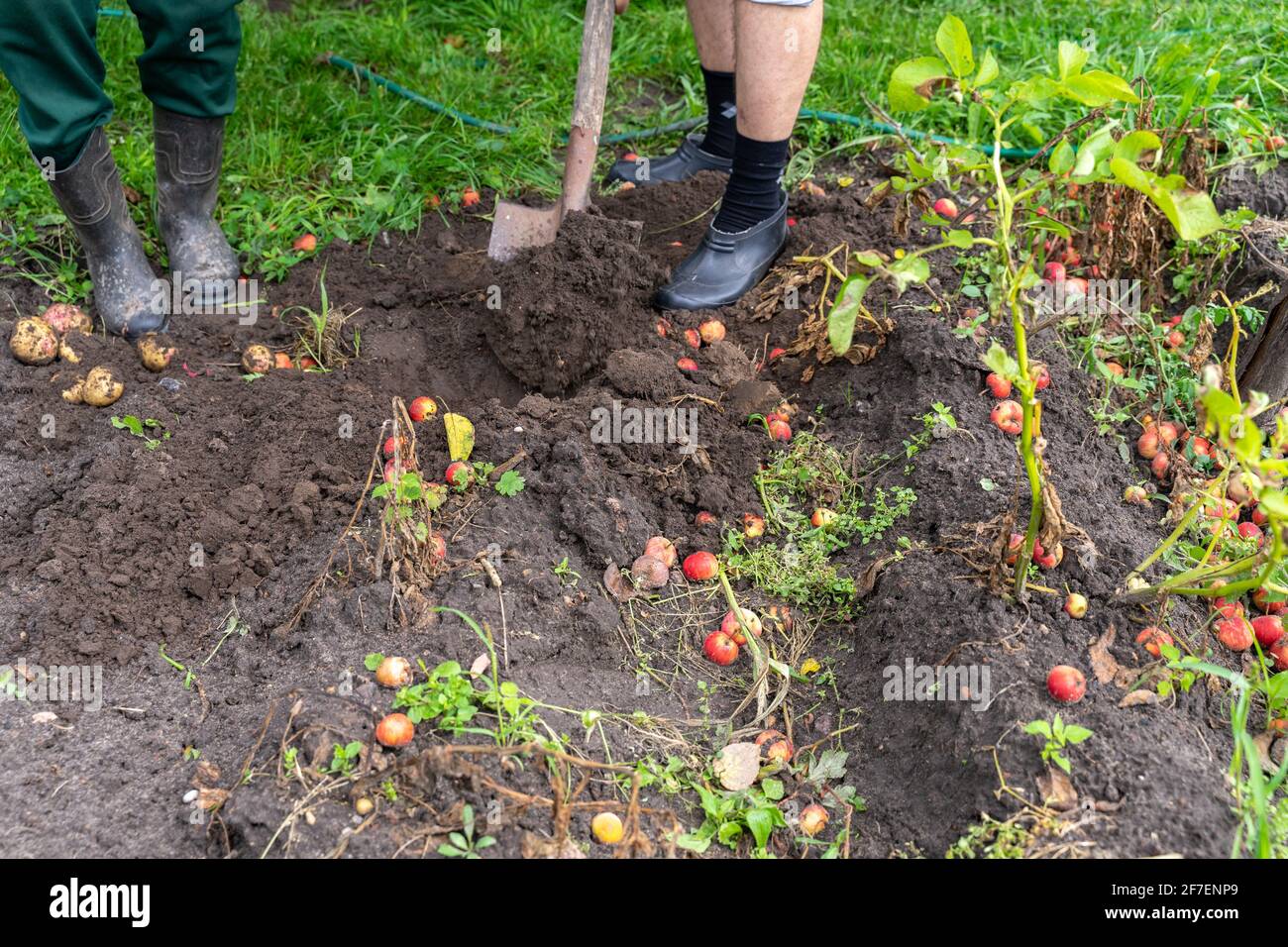 Man digging up potatoes hi-res stock photography and images - Alamy