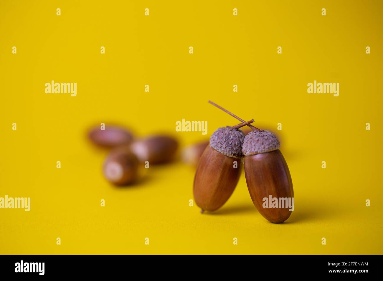 acorns close up isolated. yellow background Stock Photo - Alamy