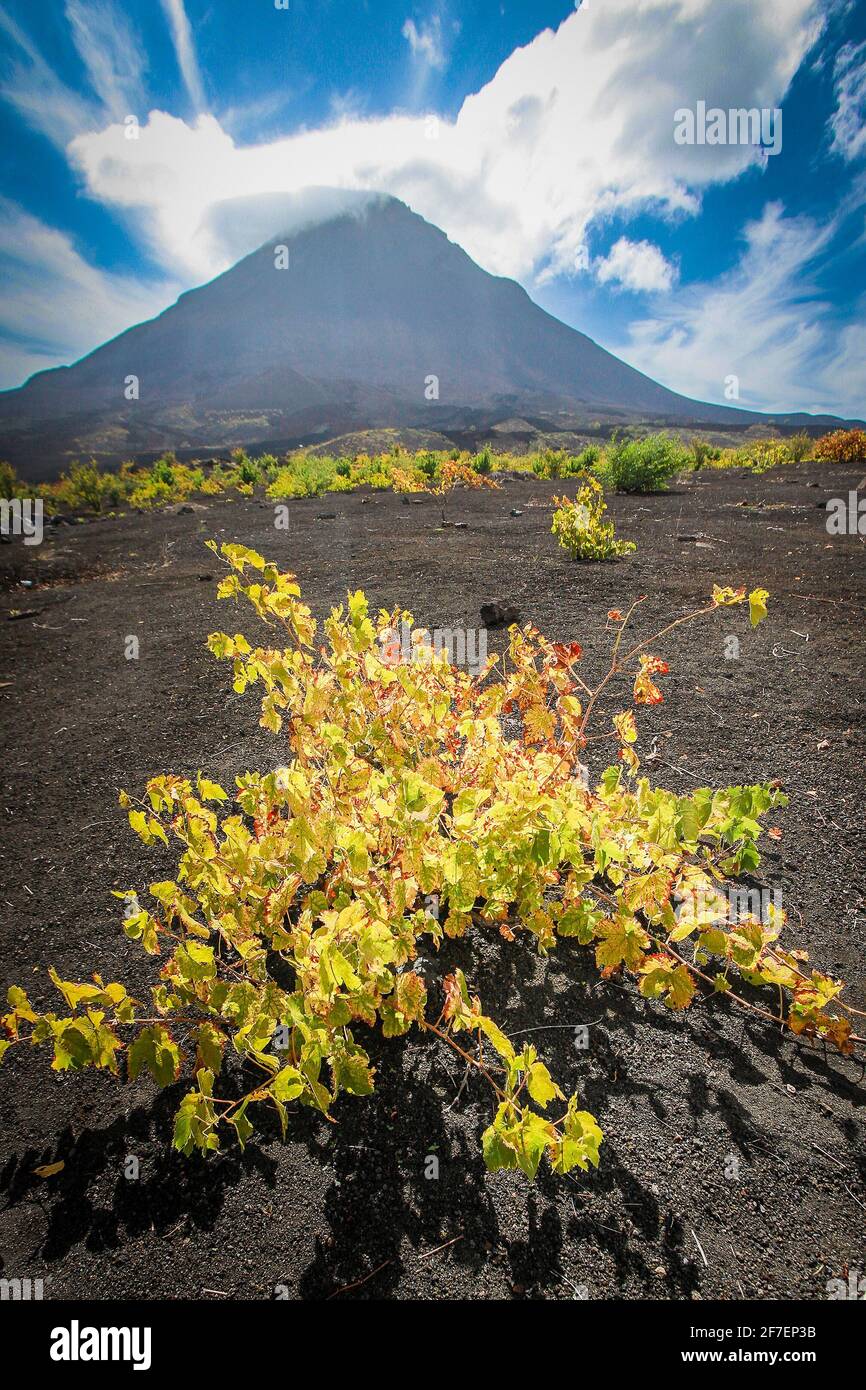 Pico do Fogo, volcano on the island of Fogo on Cabo Verde islands, with ...