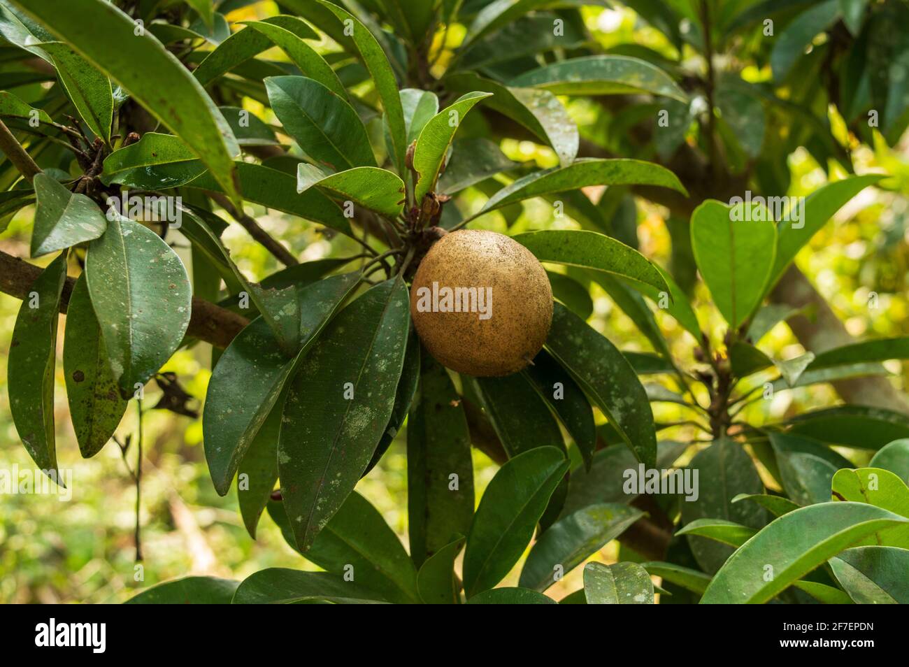 Chikoo leaf hi-res stock photography and images - Alamy