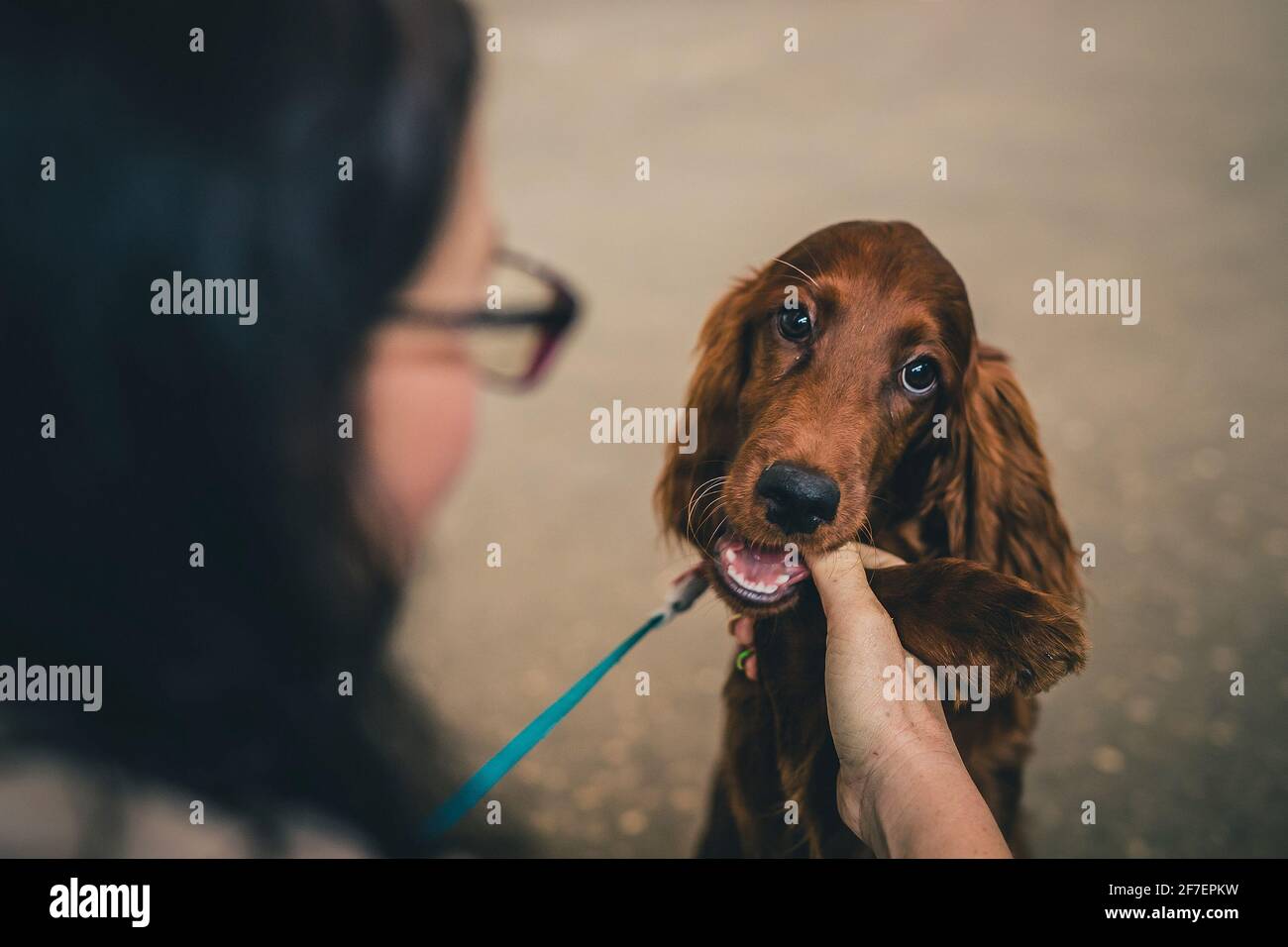 Do Dogs Chew Because They Are Hungry