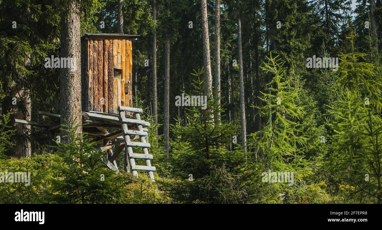 Wooden hunter turret or lookout tower in a thick forest high in the ...
