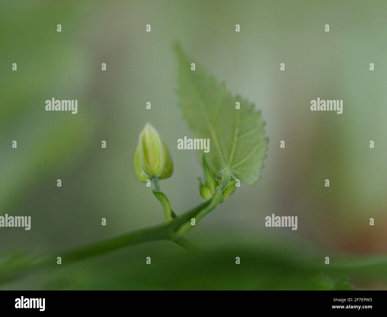 The Brazilian Bellflower bud and leaf in an Australian Coastal Garden ...