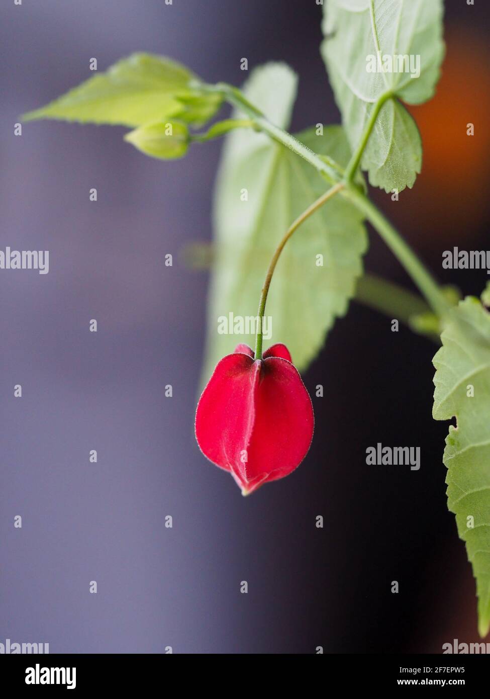Red Flower Brazilian Plant High Resolution Stock Photography and Images ...