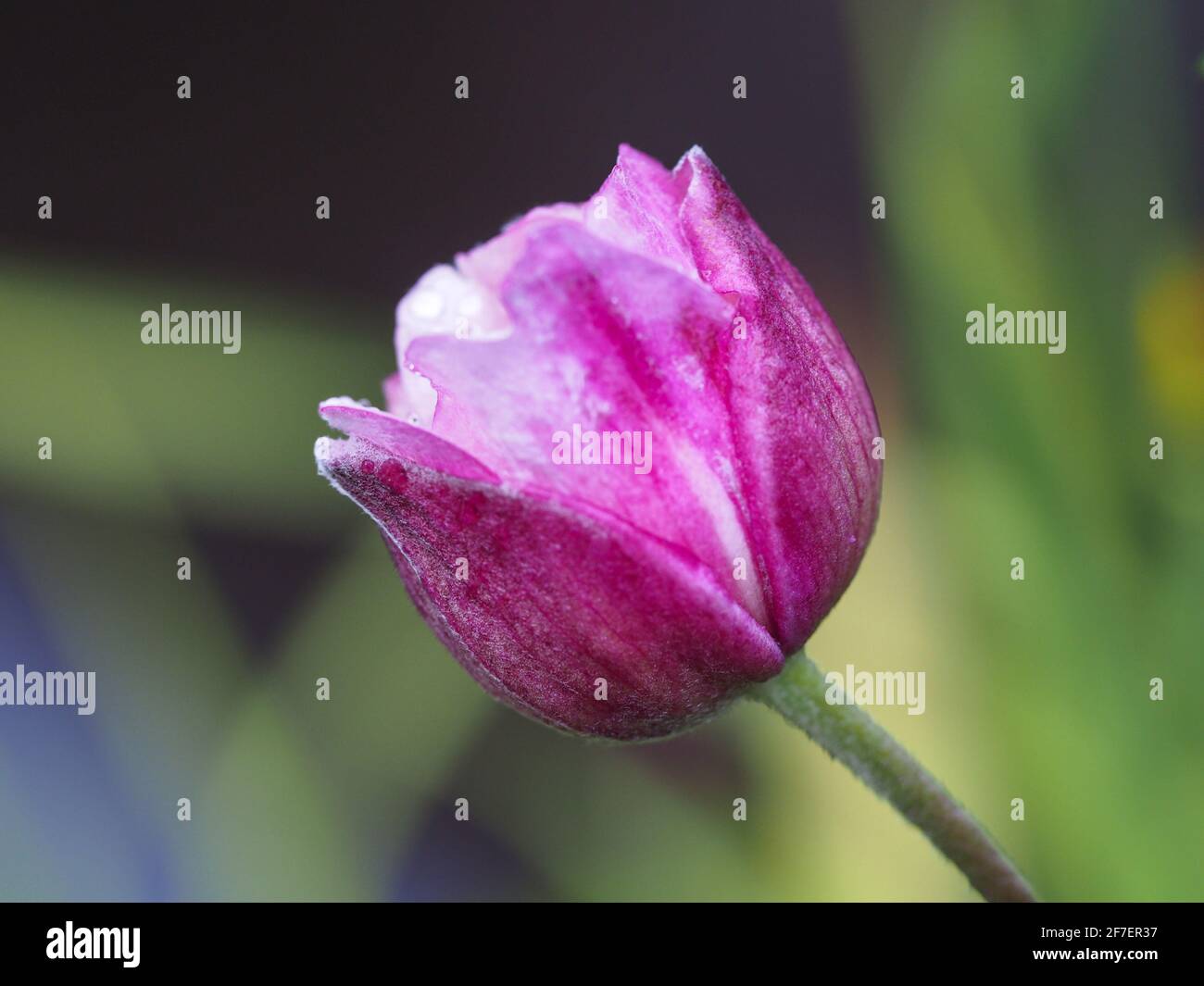 Blooms in process opening hi-res stock photography and images - Alamy