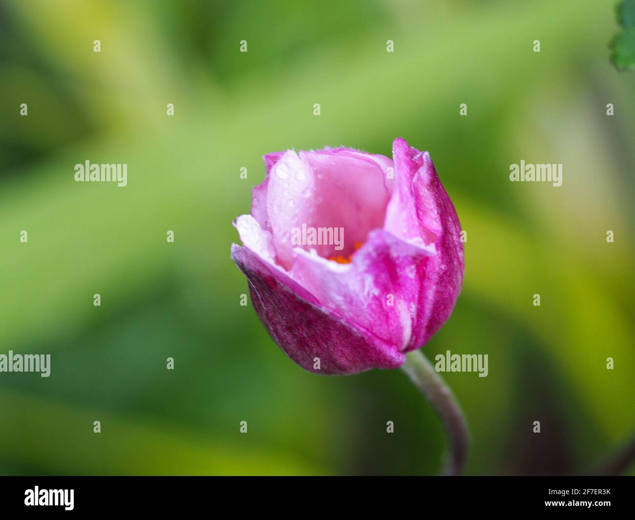Blooms in process opening hi-res stock photography and images - Alamy