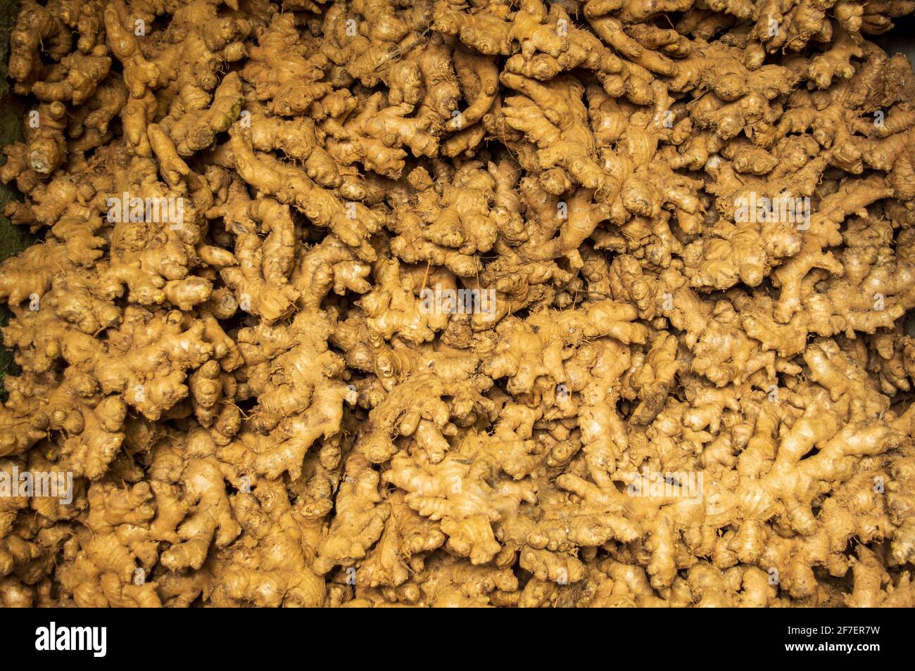 Ginger (Zingiber officinale) is a flowering plant whose rhizome, ginger ...