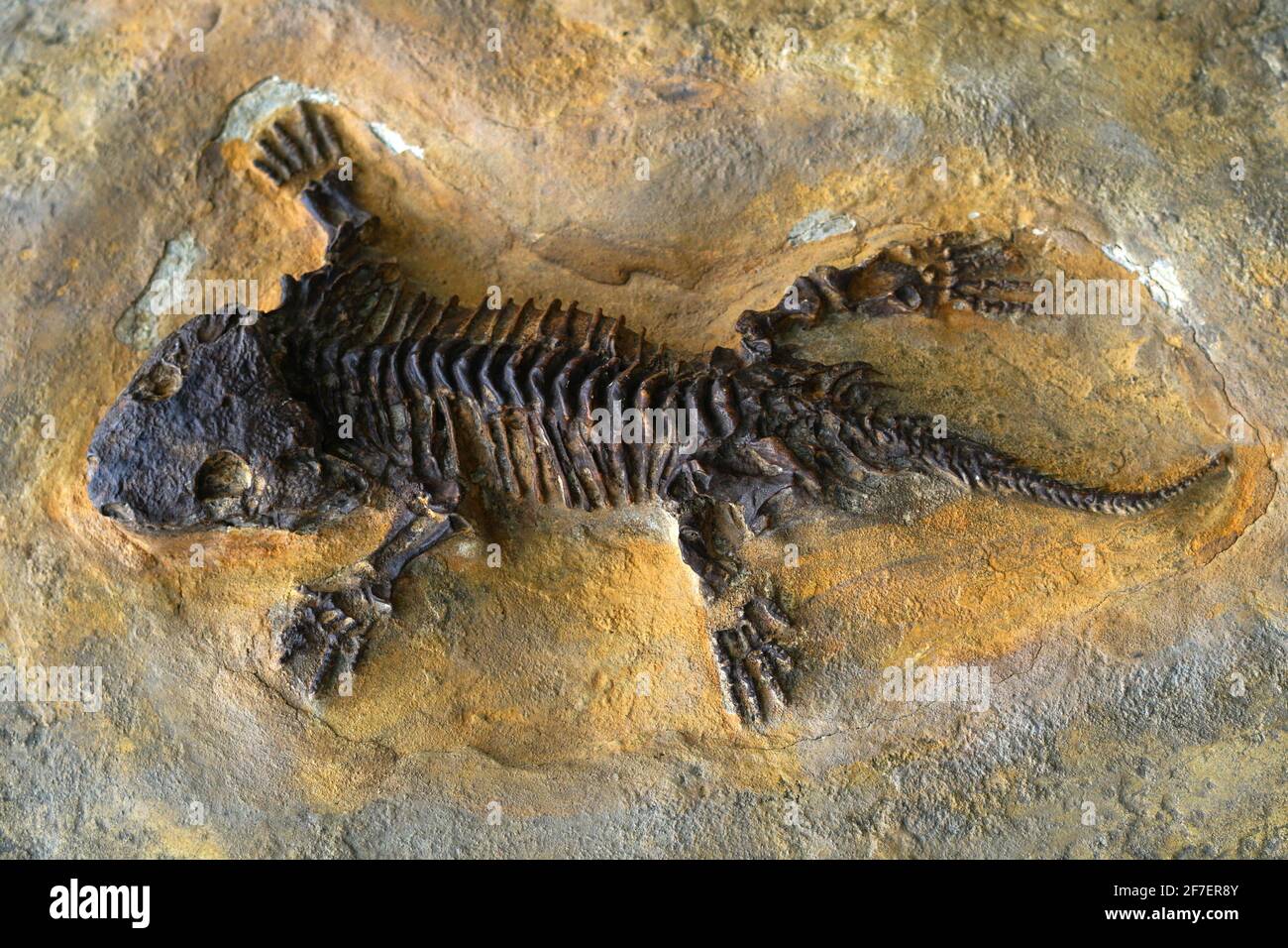 Skeleton fossil of prehistoric reptile in museum Stock Photo - Alamy