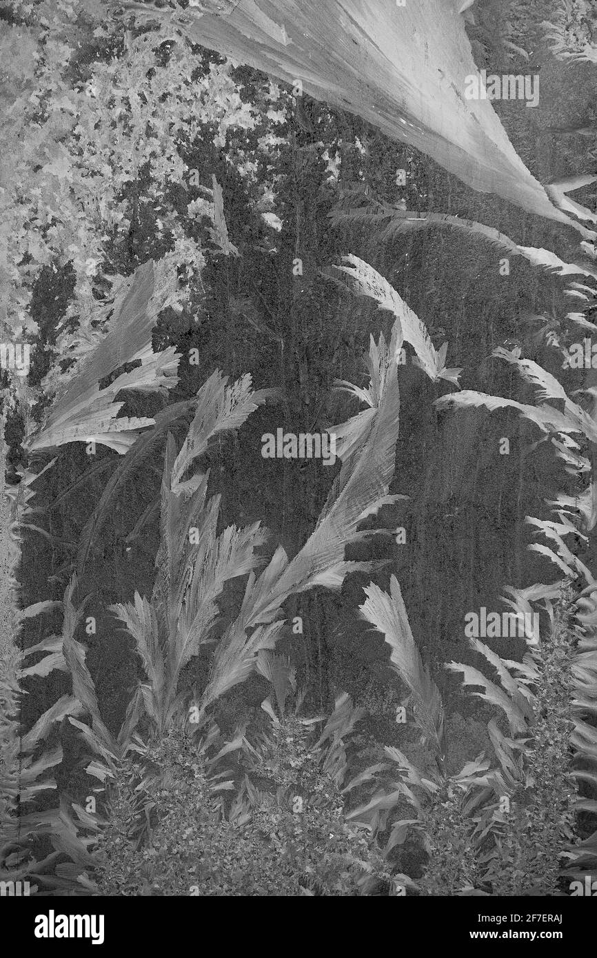 Winter festive flower Black and White Stock Photos & Images - Alamy