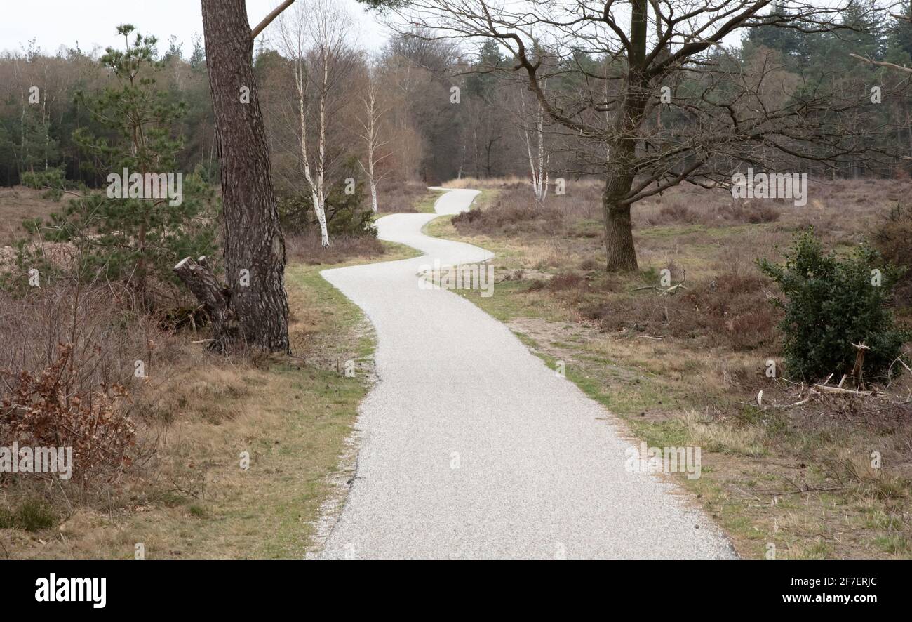 Bicycle trail in the Netherlands, path leading to the forest Stock ...